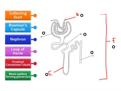 Nephron - Teaching resources