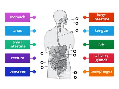 Digestive System - Teaching resources