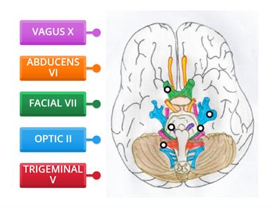 Cranial nerves - Teaching resources