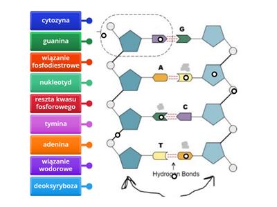 Dna - Materiały dydaktyczne
