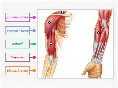 Arm muscles - Teaching resources