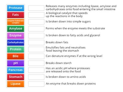 Enzymes - Teaching resources