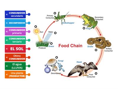 Cadena alimenticia - Recursos didácticos