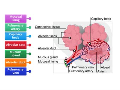 Alveoli adaptations - Teaching resources
