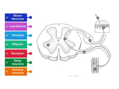 Reflex arc - Teaching resources
