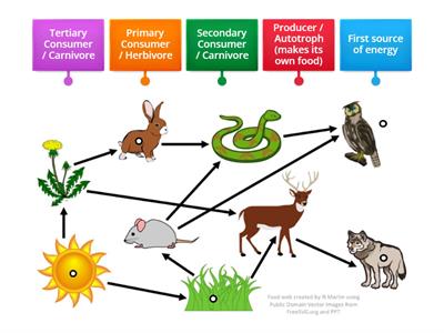 Pond food web - Teaching resources