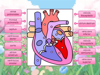 Srdce - Výukové zdroje