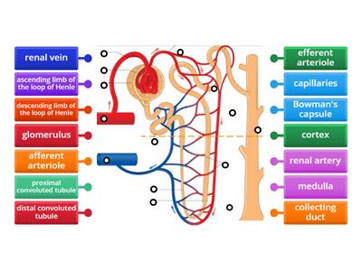 Nephron - Teaching resources