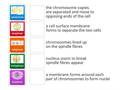 Mitosis - Teaching resources