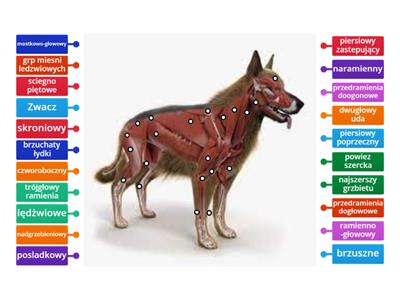 Psa - Materiały dydaktyczne