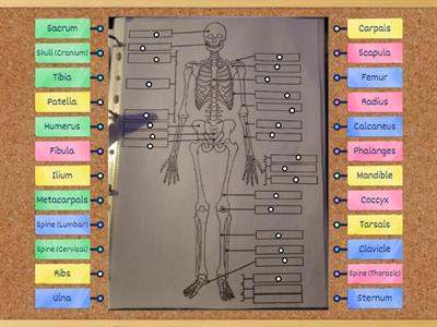 Bones - Teaching resources