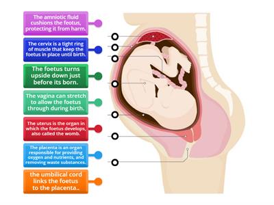 Pregnancy - Teaching resources