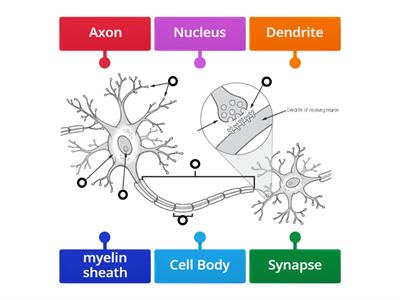 The neuron - Teaching resources
