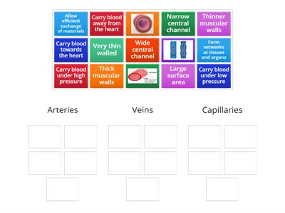 Biology Blood vessels - Teaching resources