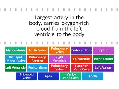Physiology of the heart - Teaching resources
