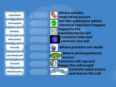 Cells - Teaching resources