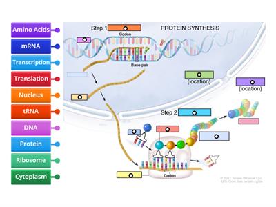 Protein - Teaching resources