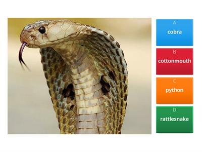 Snakes - Teaching resources