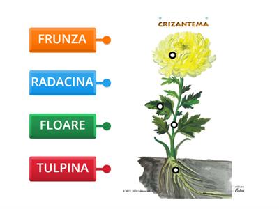 Partile corpuluii - Resurse didactice