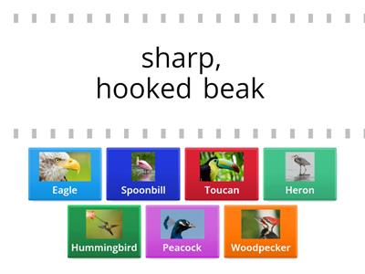 Bird beaks - Teaching resources