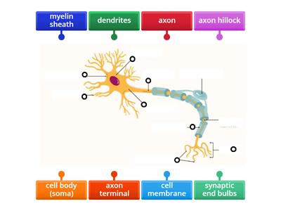 Neuron - Teaching resources