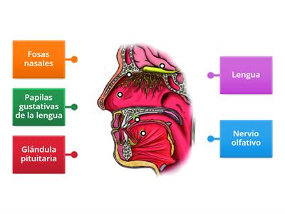 Olfato - Recursos didácticos
