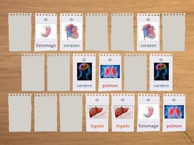 Organos cuerpo humano - Recursos didácticos