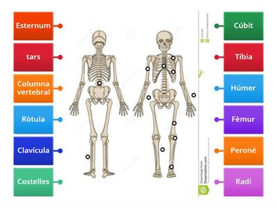 Ossos i músculs - Recursos didácticos