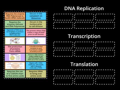 Transcription translation - Teaching resources