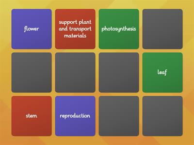 Plant structures - Teaching resources