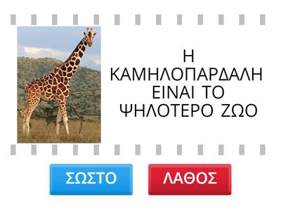 Τι τρωνε τα ζωα - Εκπαιδευτικές δραστηριότητες