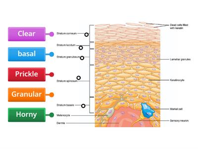 Epidermis - Teaching resources