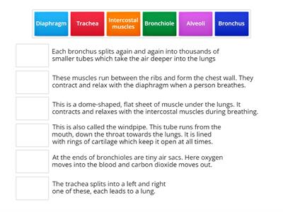 Structure of the lungs - Teaching resources
