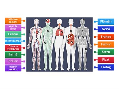 Organele corpului uman - Resurse didactice