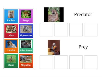 Predator prey - Teaching resources