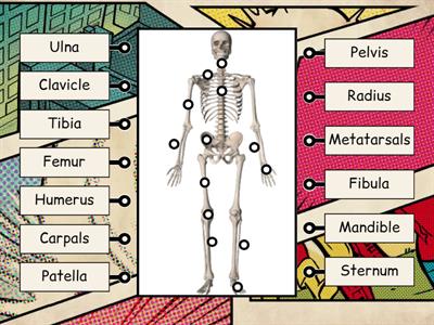 Skeleton - Teaching resources