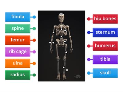 Skeleton - Teaching resources