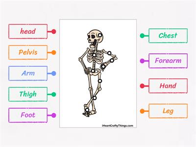 Skeleton - Teaching resources