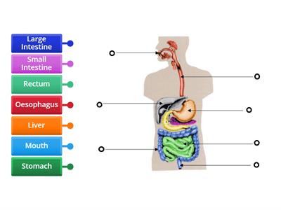 Digestive System Games - Teaching resources