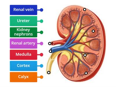 Labelling kidney - Teaching resources