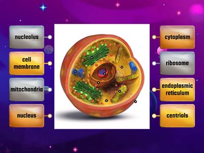 Animal cell labeling - Teaching resources