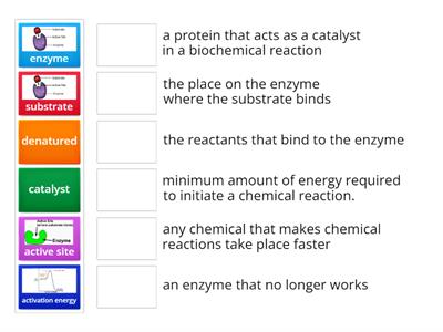 Digestion enzymes - Teaching resources