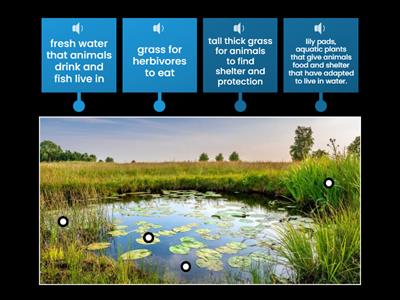 Freshwater habitat - Teaching resources