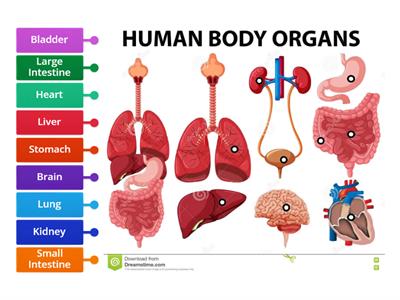 Internal organs - Teaching resources
