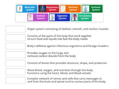 Body systems game - Teaching resources