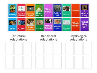 Adaptations Animal - Teaching resources