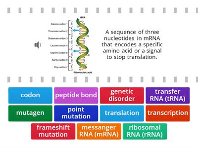 Transcription translation - Teaching resources