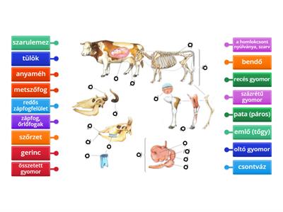 A növények testfelépítése - Tananyagok