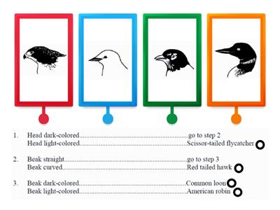 Dichotomous keys - Teaching resources