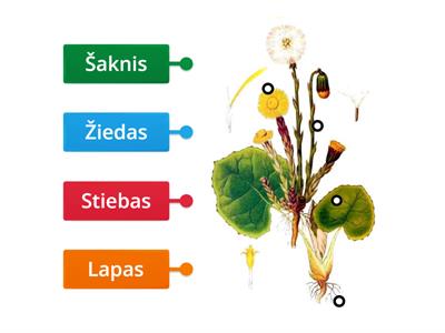 Augalo dalių - Mokymo ištekliai